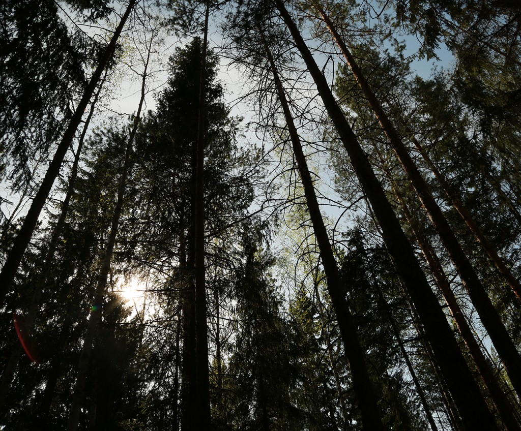 International | Andy Sturgeon Garden Design