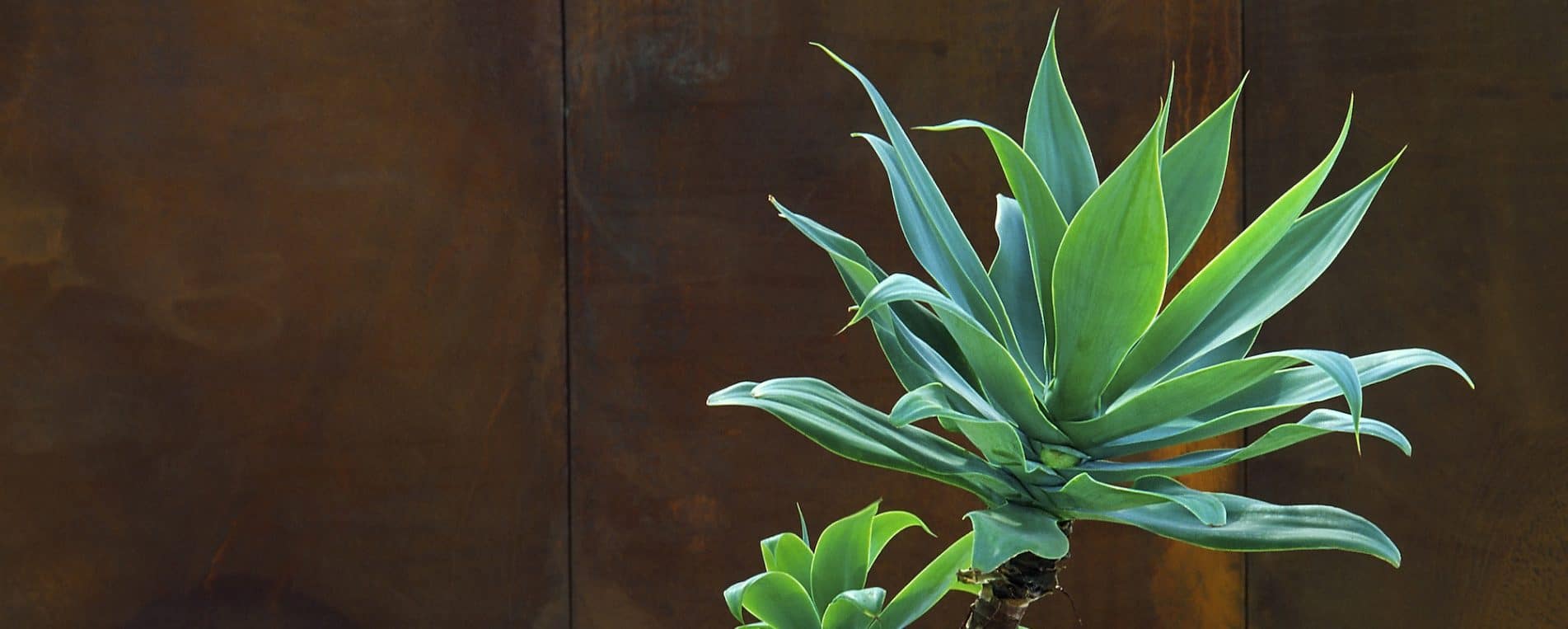 Lectures, Talks & Judging | Andy Sturgeon Garden Design